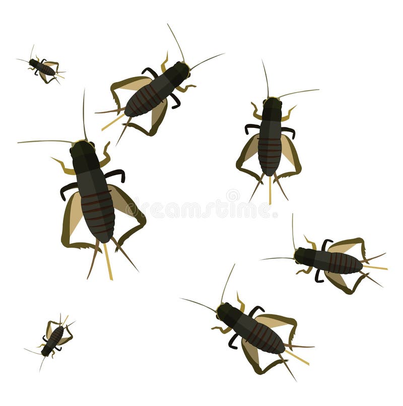 Cricket bugs, icon stock vector. Illustration of graphic - 261384277
