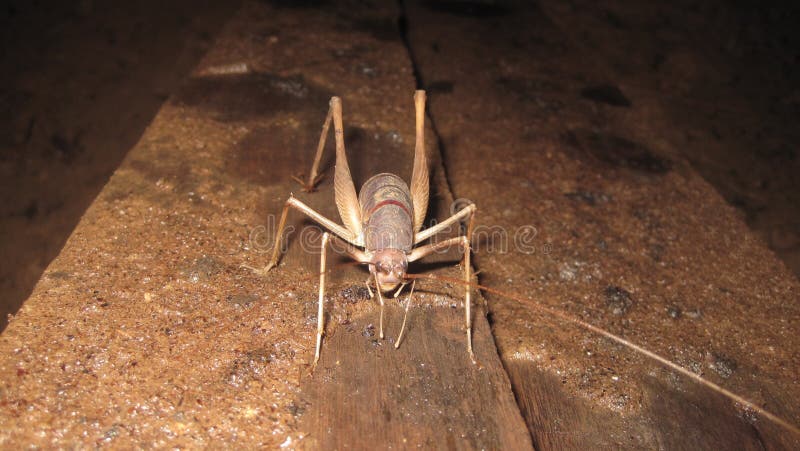 Cave cricket. stock photo. Image of nature, water, cricket - 122732894