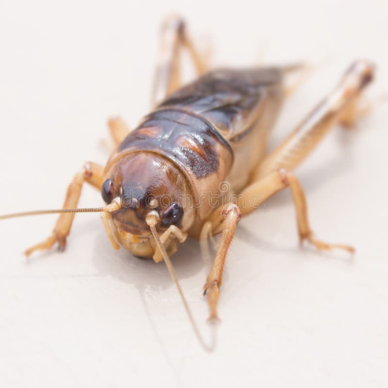 Cricket stock image. Image of nature, wild, cricket, insect - 46419559