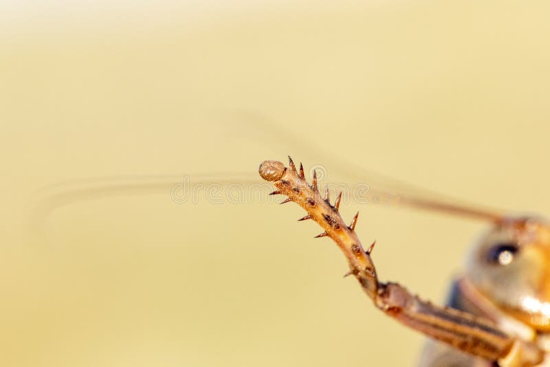 Cricket Close Up Macro Details of a Single Leg Stock Photo - Image of ...