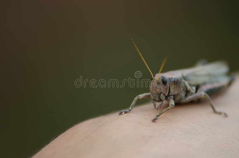 Cricket stock photo. Image of green, brown, mandibles - 53957320