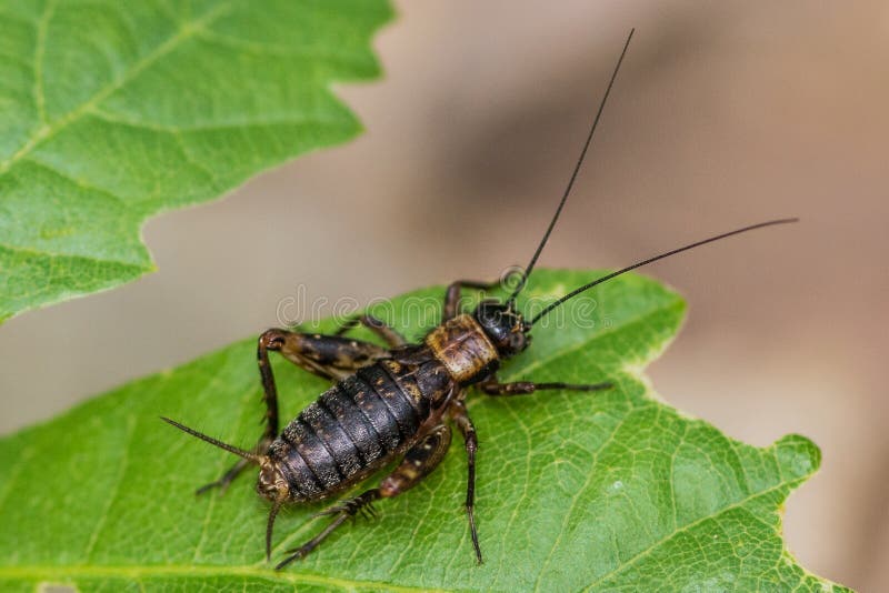 Insecto Negro Con Las Antenas Largas Fotos - Libres de Derechos y ...