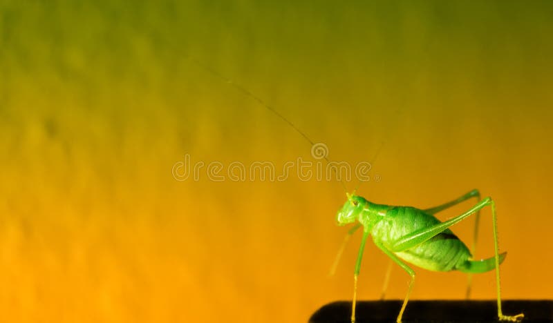 117 Funny Cricket Insect Stock Photos - Free & Royalty-Free Stock ...