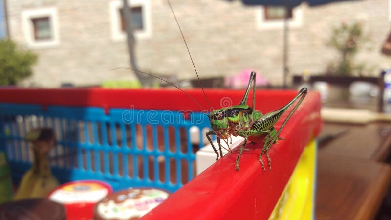 Cricket stock image. Image of yellow, crickets, insects - 99290529