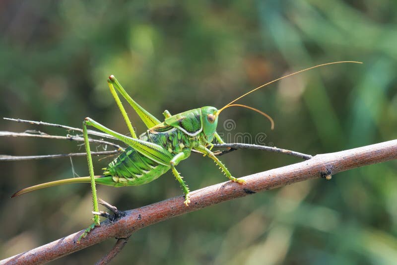 Grilli verde immagine stock. Immagine di grillo, insetti - 42215727