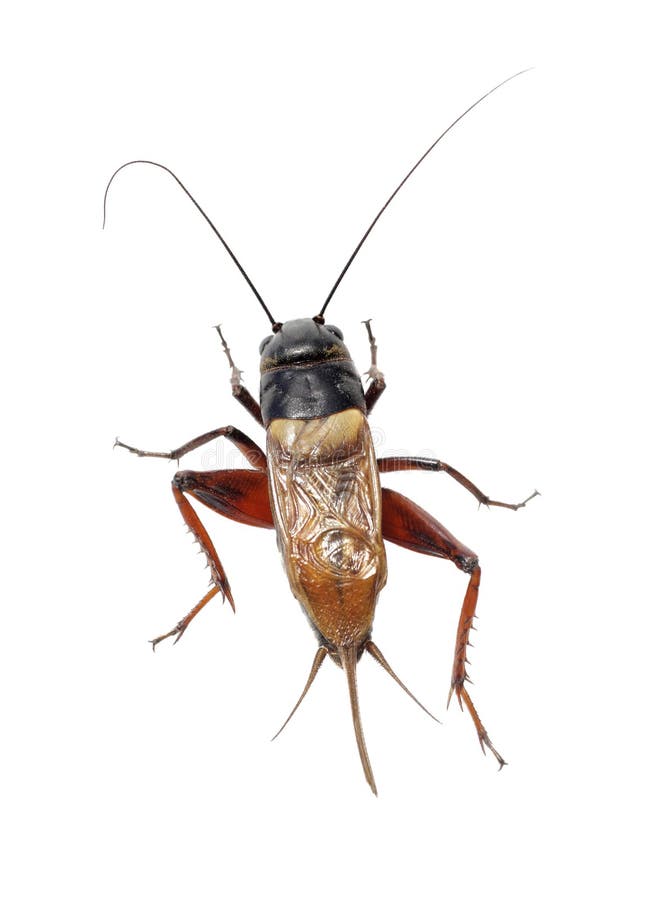 Cricket bug insect stock photo. Image of arthropod, black - 14650414