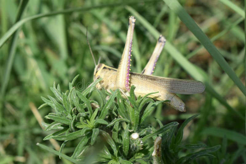 Cricket in Grass Roots stock image. Image of wildflower - 290174093