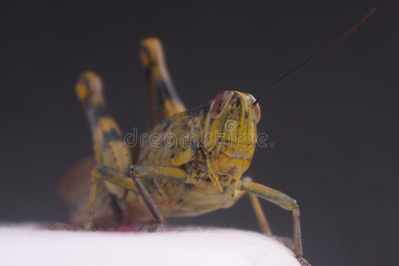 Cricket Grasshopper Insect Detail Stock Image - Image of scarab, spider ...