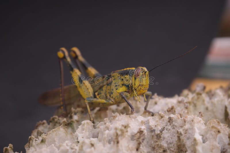 Cricket Grasshopper Critter Stock Photo - Image of black, jumps: 21340470