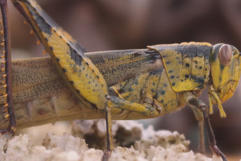 Cricket Grasshopper Critter Stock Photo - Image of black, jumps: 21340470