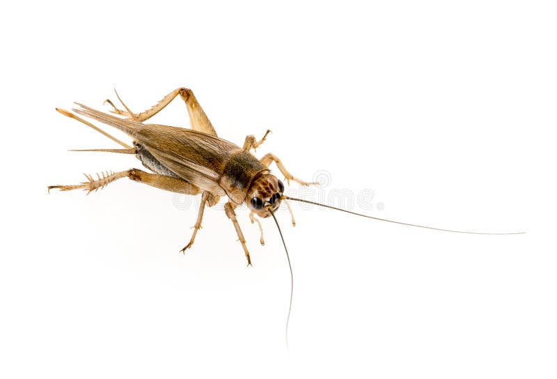 Cricket - Gryllus Assimilis Stock Photo - Image of antenna, gryllidae ...