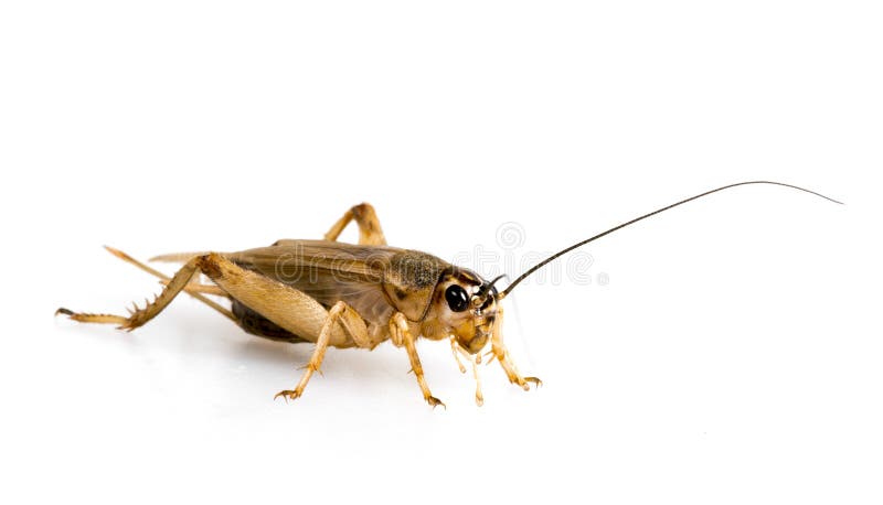 Cricket - Gryllus Assimilis Stock Image - Image of detail, black: 81610481