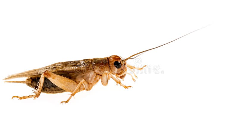 Cricket - Gryllus Assimilis Stock Photo - Image of house, brown: 81613626