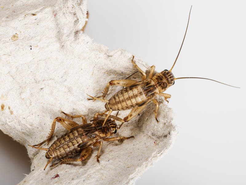 Cricket - Gryllus Assimilis Stock Photo - Image of gryllidae, gryllus ...