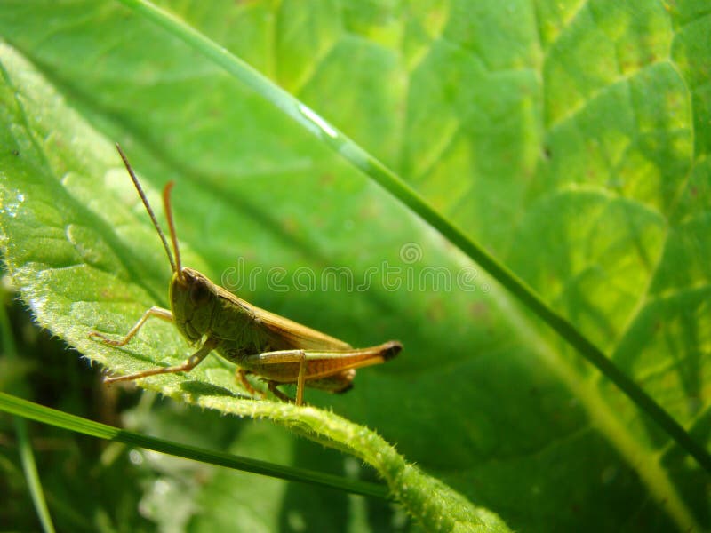 Hazel Crickets Stock Photos - Free & Royalty-Free Stock Photos from ...
