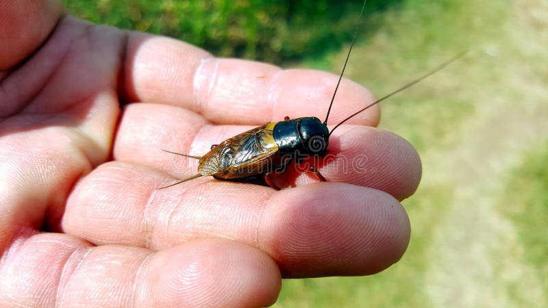 Cricket in the human hand stock image. Image of insect - 67683051