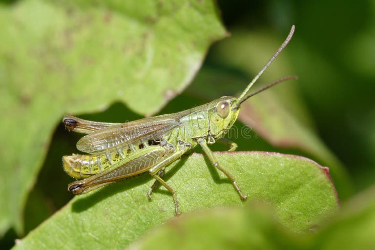Cricket Insect stock image. Image of crawly, lawn, garden - 5719935