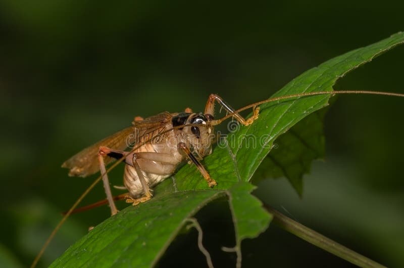 Cricket Insect - Family Anostostomatidae Stock Image - Image of macro ...