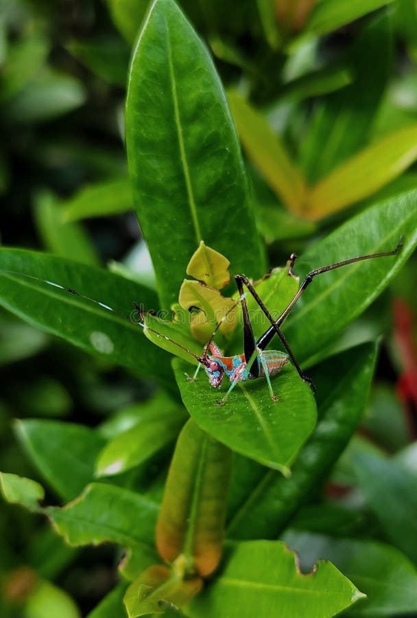 Cricket Insect in a Garden Plant Stock Image - Image of spring, lisa ...