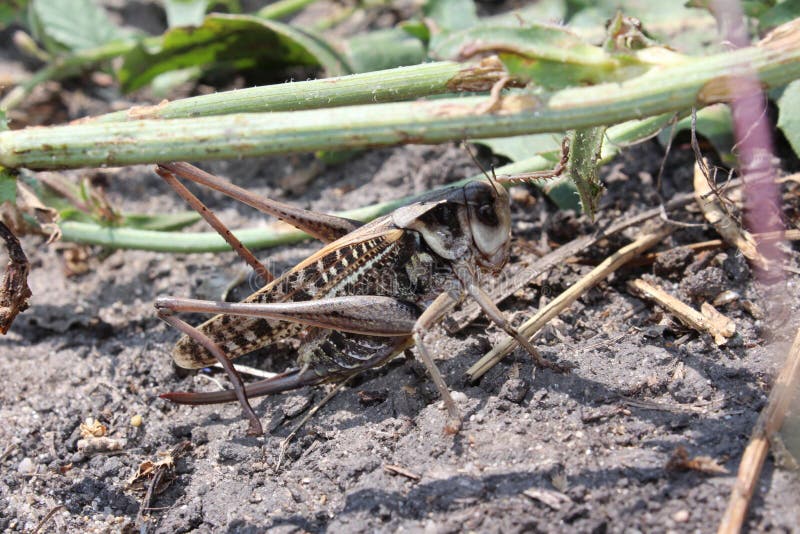 Cricket insect stock photo. Image of animal, grass, jump - 32097988