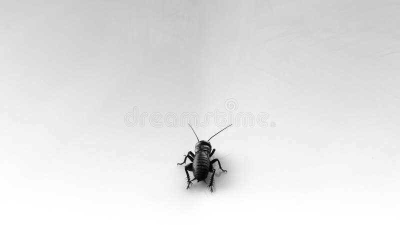 Cricket Insect or Gryllidae Isolated on a White Background Stock Photo ...