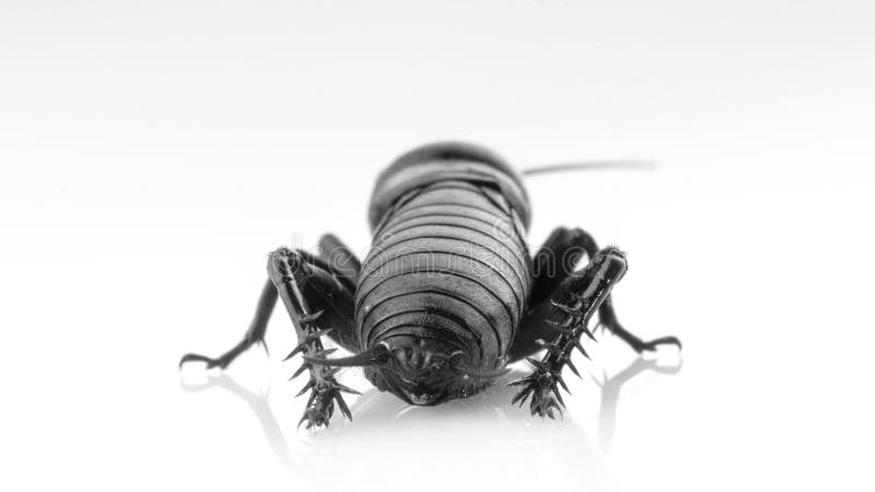 Cricket Insect or Gryllidae Isolated on a White Background Stock Photo ...