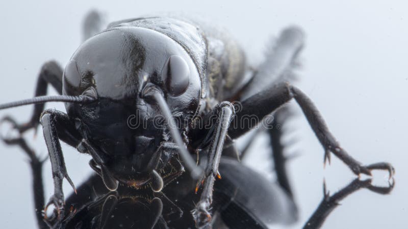 Gryllidae Stock Photos - Download 416 Royalty Free Photos