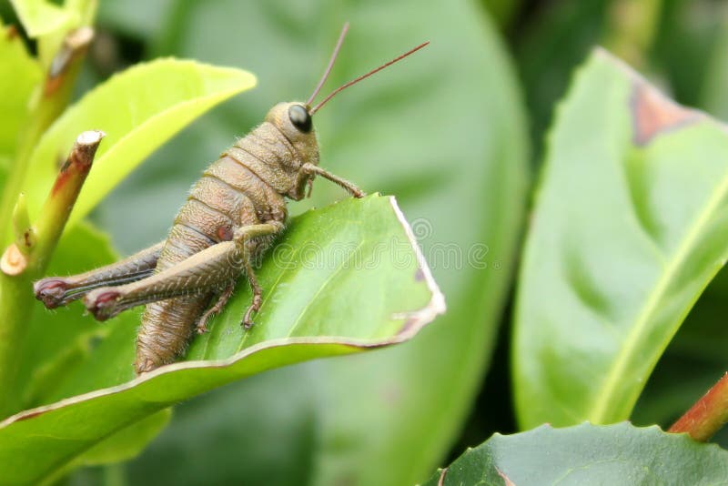 Cricket insect 1 stock image. Image of close, nature - 11715729