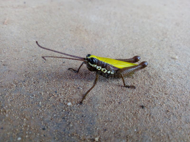 Cricket stock photo. Image of nature, cricket, grillo - 154458030