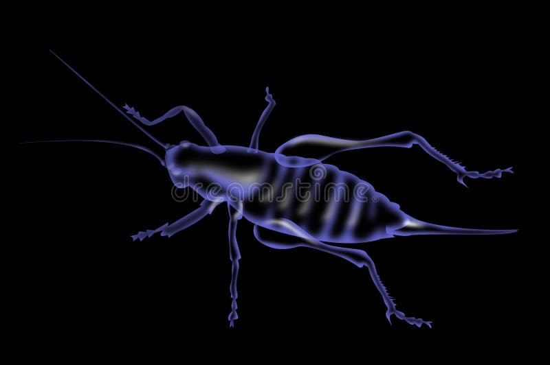 Cricket insect x-ray stock illustration. Illustration of arthropods ...