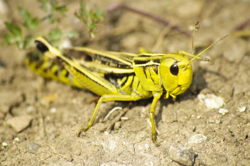 Cricket insect stock photo. Image of natural, soil, closeup - 36365330