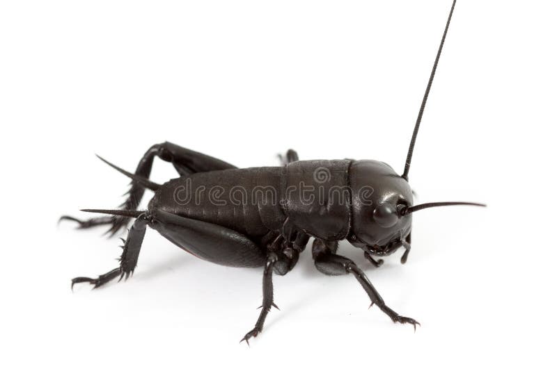 A cricket on a stick. stock image. Image of insect, disputation - 13867423