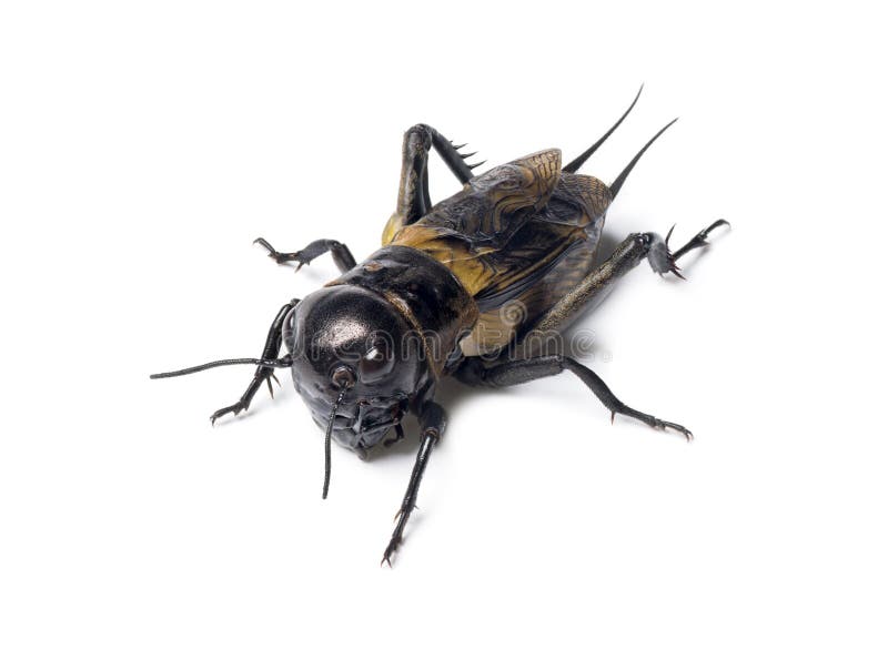 Cricket, isolated on white stock image. Image of white - 44431403