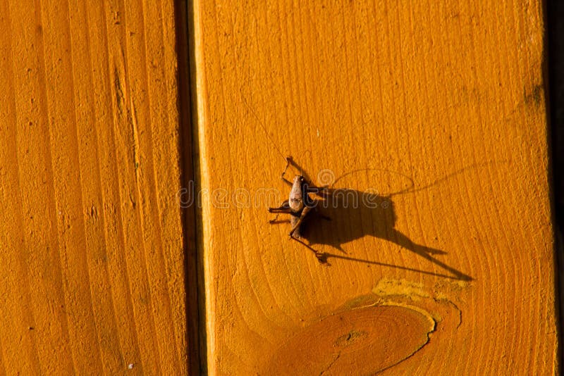 Cricket and Its Shadow on the Surface of Wood Stock Photo - Image of ...