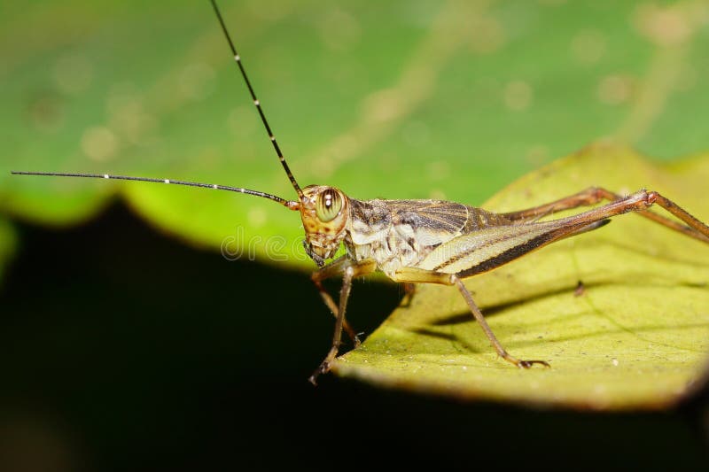 Cricket on a leave stock photo. Image of macro, antenna - 123305874
