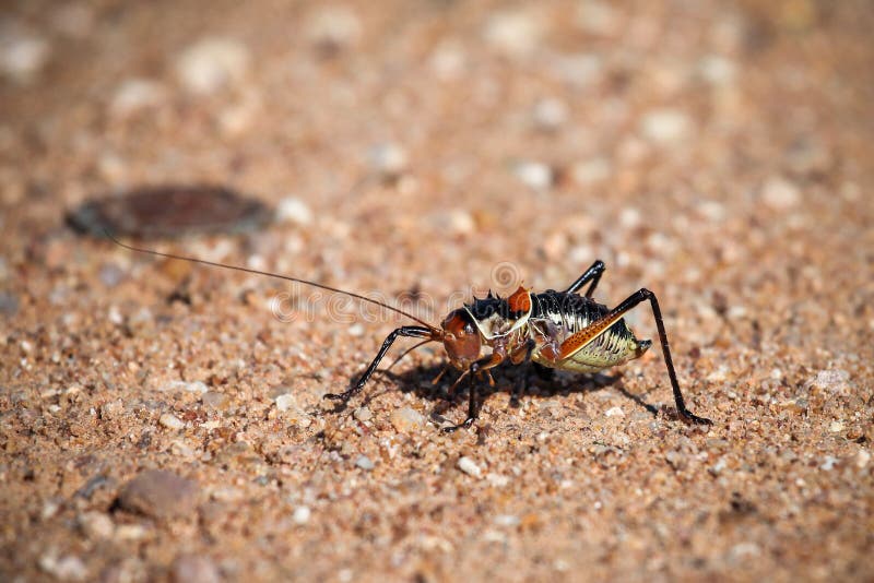 Cricket stock image. Image of long, nature, gravel, natural - 174228163