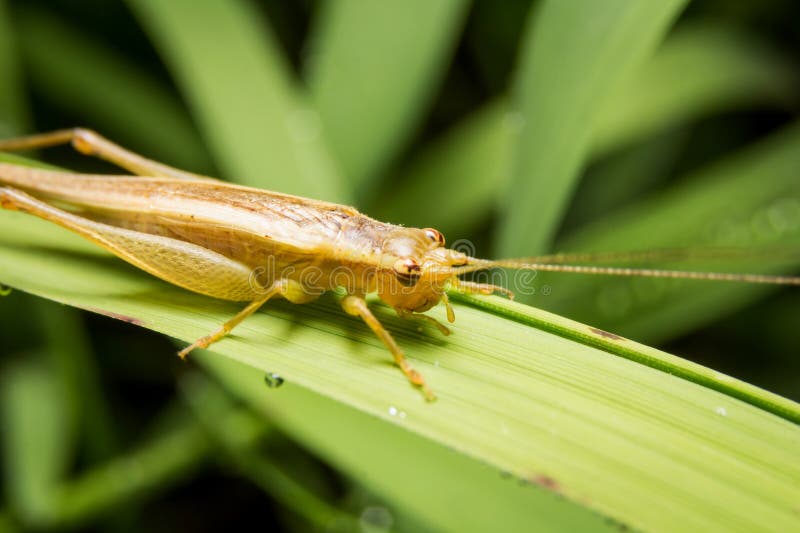 Cricket on Nature Leaves As Background Stock Photo - Image of ...