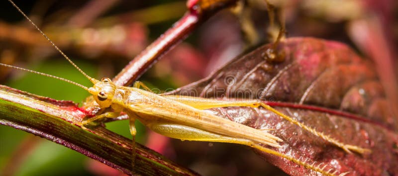 Cricket on Nature Leaves As Background Stock Photo - Image of leap ...