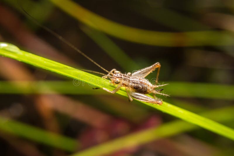 Cricket on Nature Leaves As Background Stock Image - Image of outdoor ...
