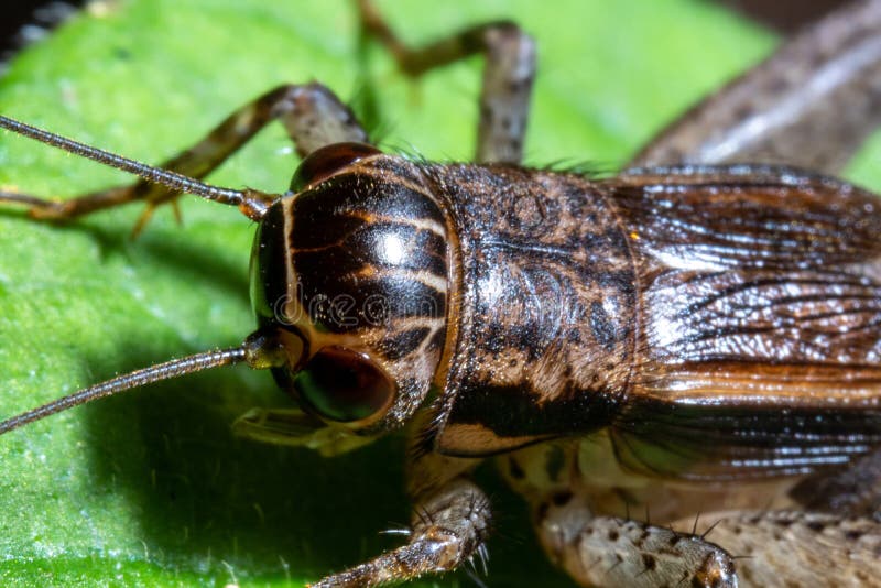 A cricket in the nature stock image. Image of cockroach - 265683193