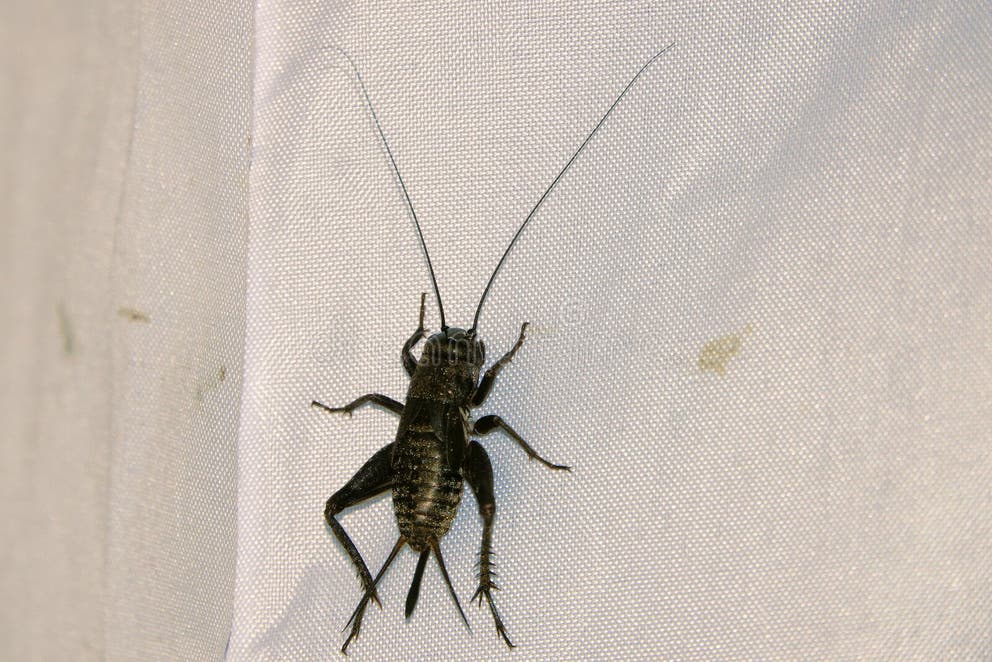 Cricket nymph stock photo. Image of arthropod, wildlife - 264250040