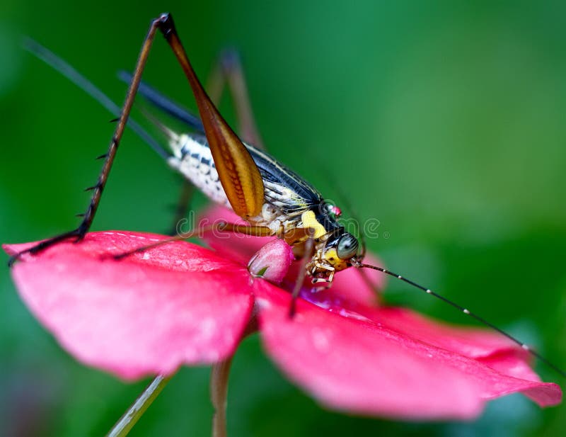 Cricket on a pink flower stock image. Image of arthropod - 83688795