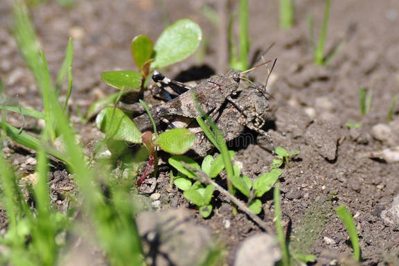 Cricket Reproduction stock image. Image of invertebrate - 26742081