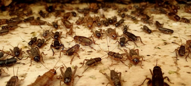 Crickets Insect Box Stock Photos - Free & Royalty-Free Stock Photos ...