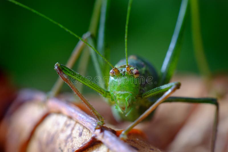 Cricket stock photo. Image of grasshopper, cricket, bush - 102117920