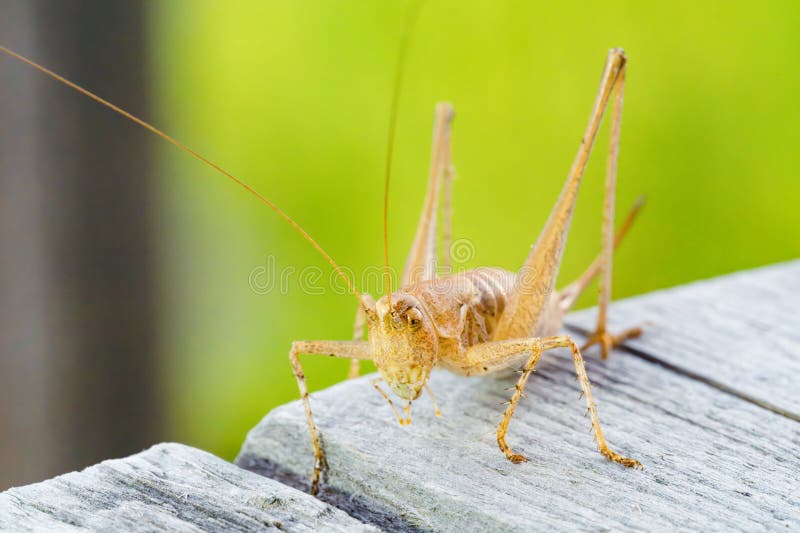 Cricket on a Table, Macro Photography Stock Photo - Image of hopper ...
