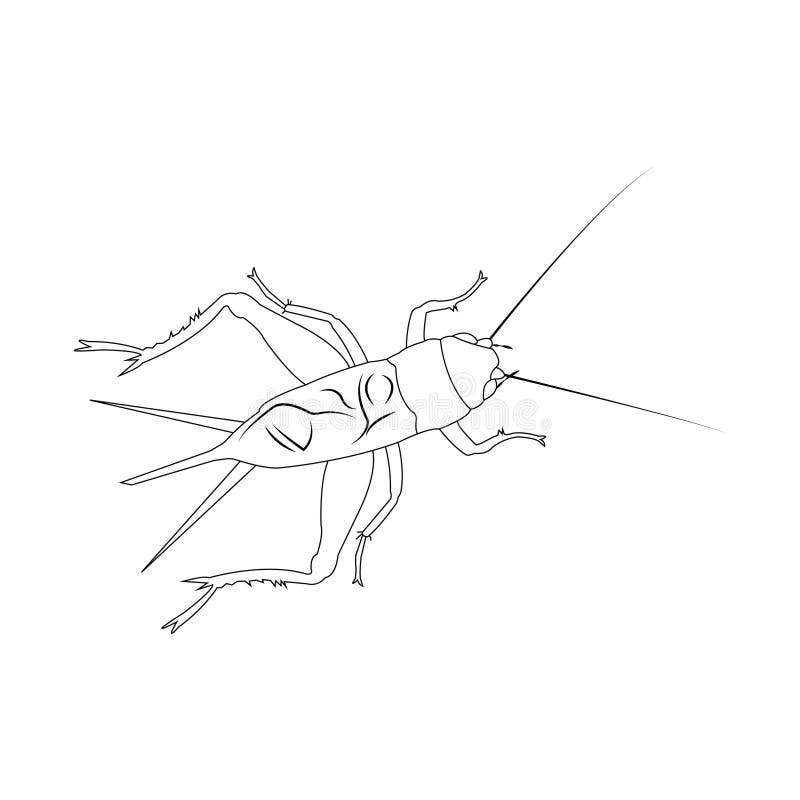 Cricket vector icon stock vector. Illustration of ladybug - 309443062 Cricket vector icon stock vector. Illustration of ladybug - 309443062