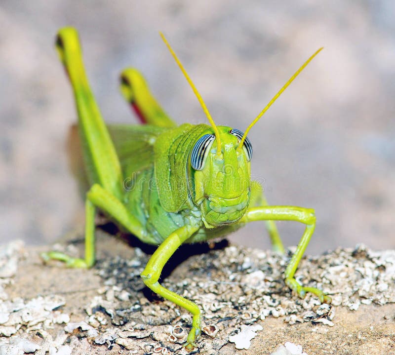 Insecte De Cricket Vert Se Reposant Sur Une Plante De Sauge Laisser ...