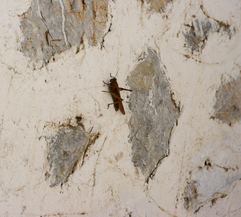 A cricket stock photo. Image of legs, white, santorini - 32338502