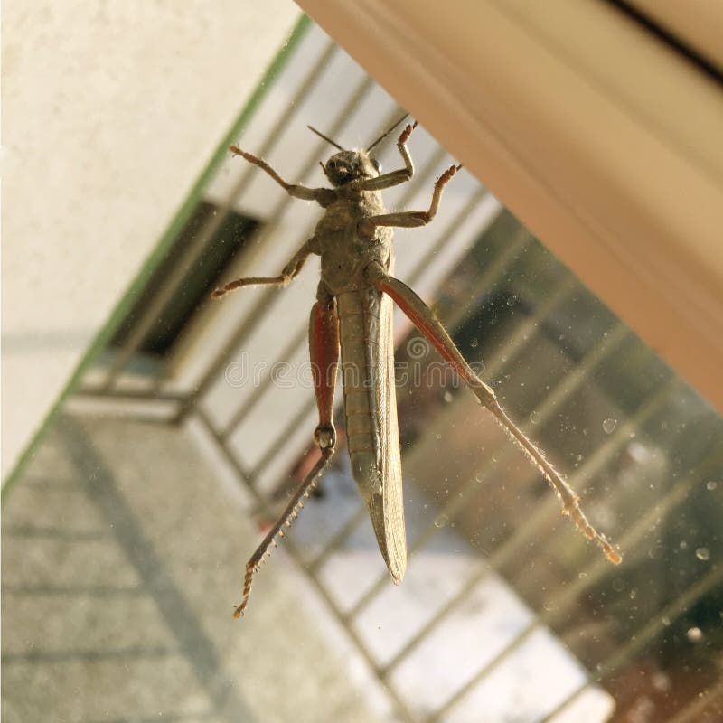 A cricket on glass stock photo. Image of head, green - 206858004